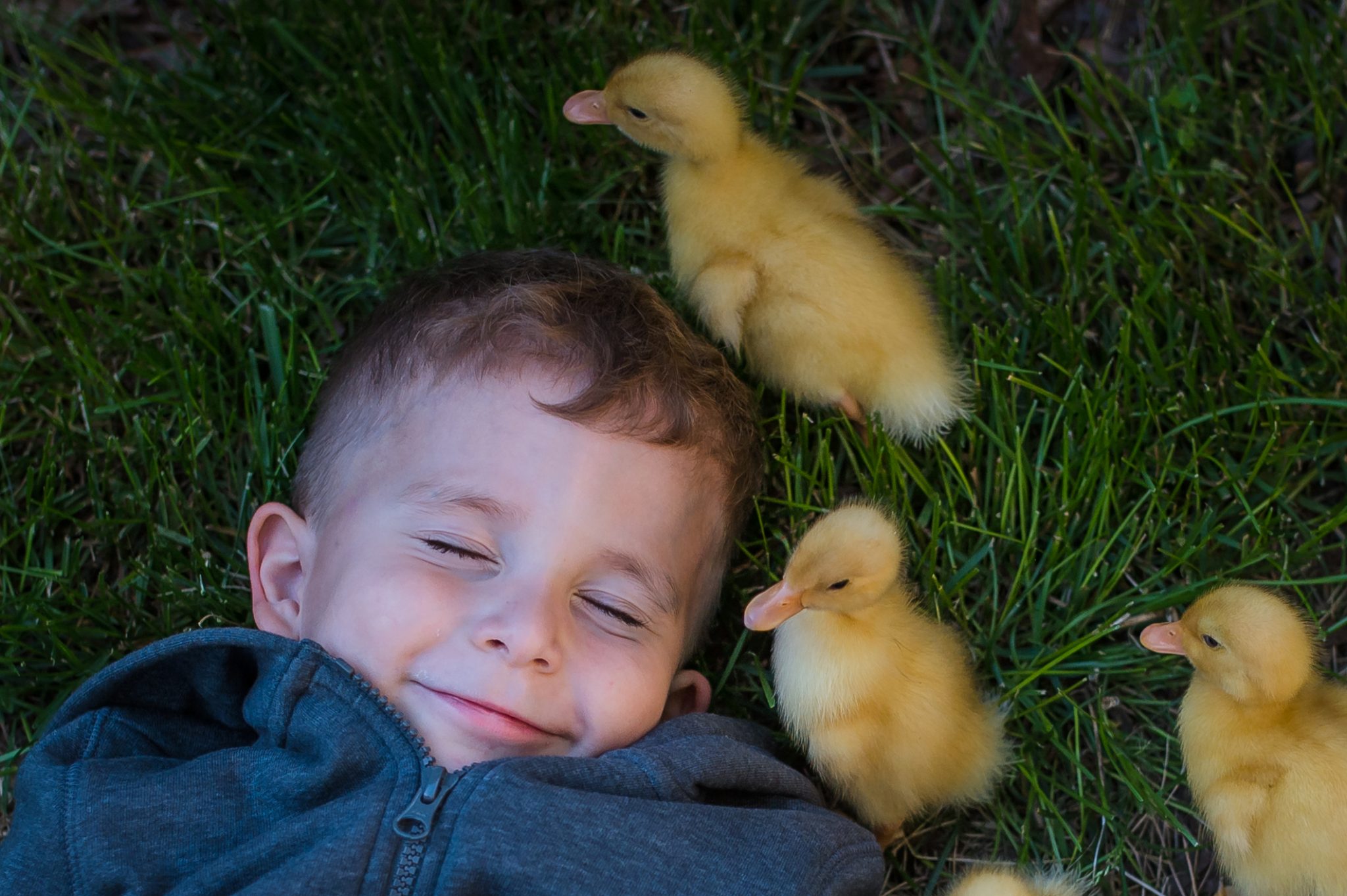 Raising Ducklings 101: The Basics | Blain's Farm & Fleet Blog