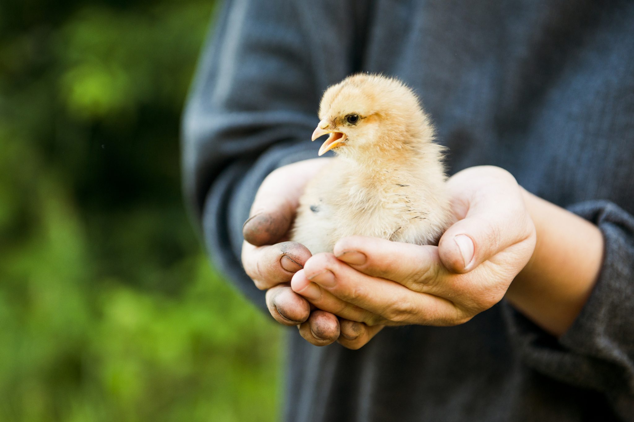 Raising Healthy Baby Chicks 101 | Blain's Farm & Fleet Blog