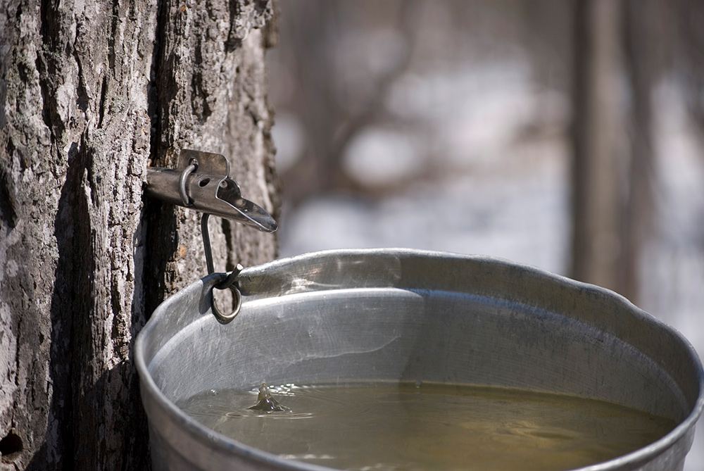 How To Tap Maple Trees Blain s Farm Fleet Blog How To Tap Maple Trees Blain s Farm Fleet Blog