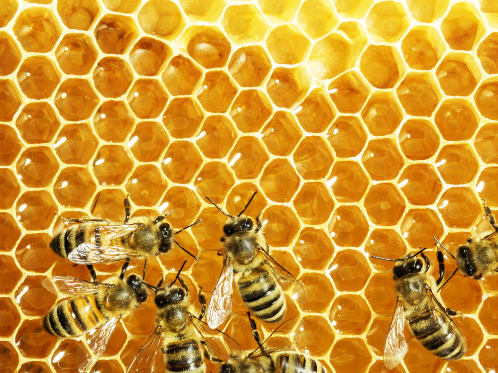 What’s the Buzz? Why Try Beekeeping? | Blain's Farm & Fleet Blog