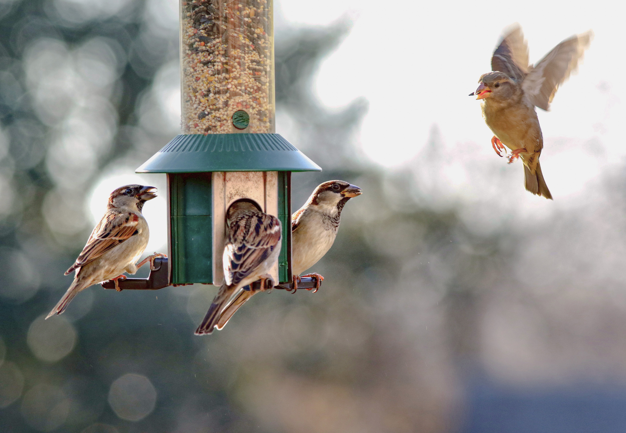 The Ultimate Bird Feeder Buying Guide | Blain's Farm & Fleet Blog