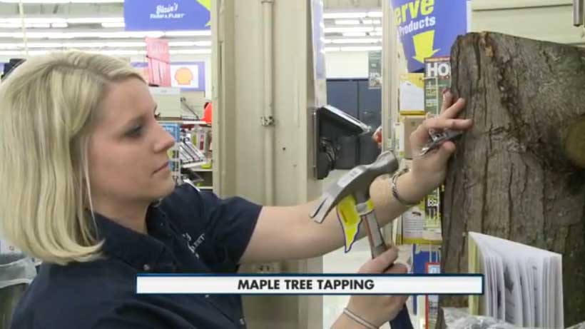 Maple Tree Tapping | Blain's Farm & Fleet Blog