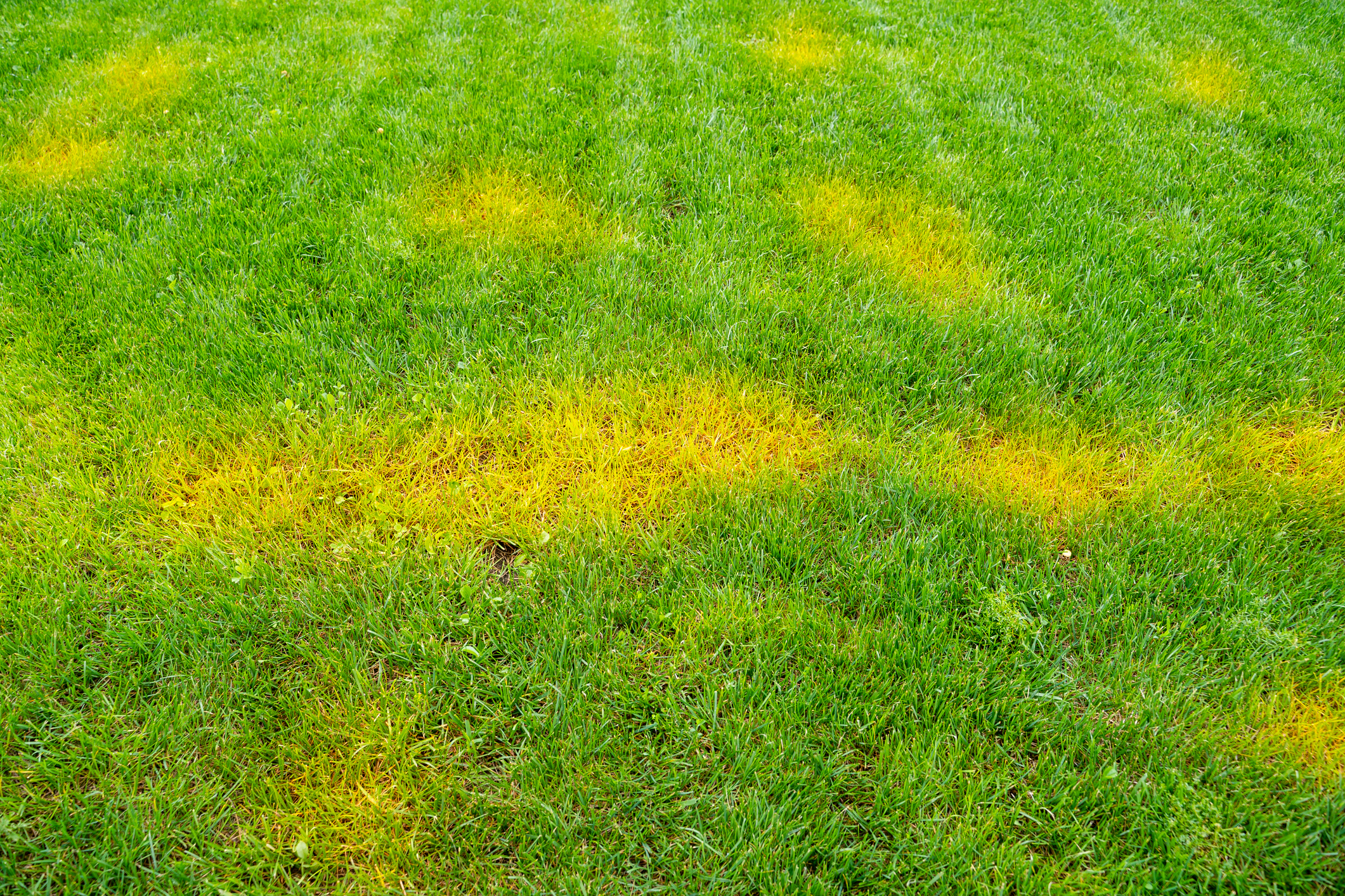 Yellow spots on a green mowed lawn. Diseases on the lawn after winter ...