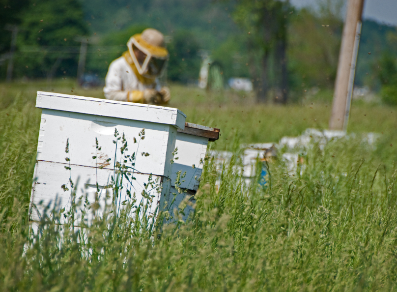 Langstroth Hive for Beekeepers | Blain's Farm & Fleet Blog