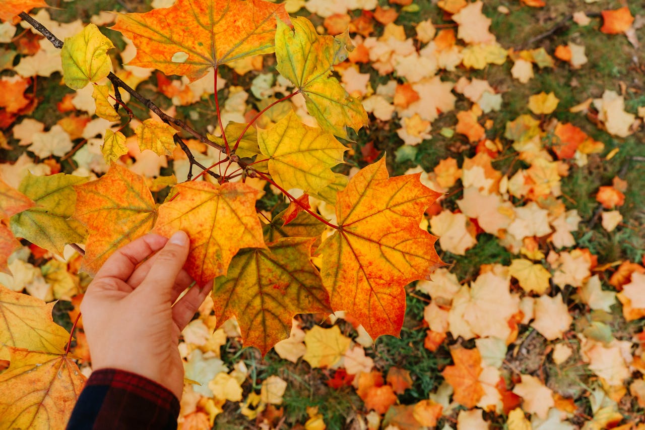 Your Complete Guide to Maple Tree Identification and Mapping | Blain's Farm & Fleet Blog