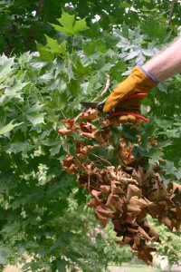 Maple Tree Diseases and Care | Blain's Farm & Fleet Blog
