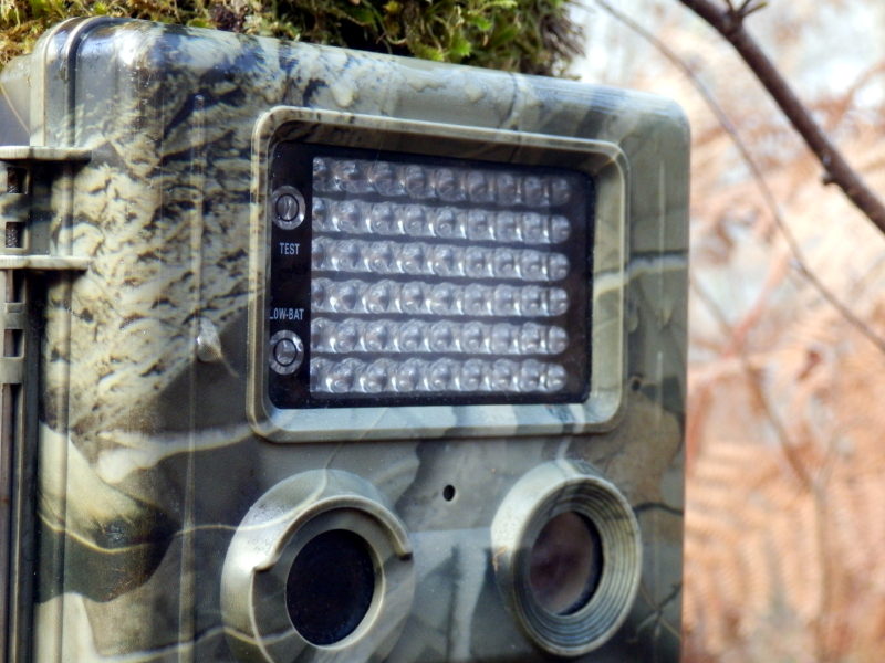 Pick the Best Trail Camera for Your Hunt | Blain's Farm & Fleet Blog