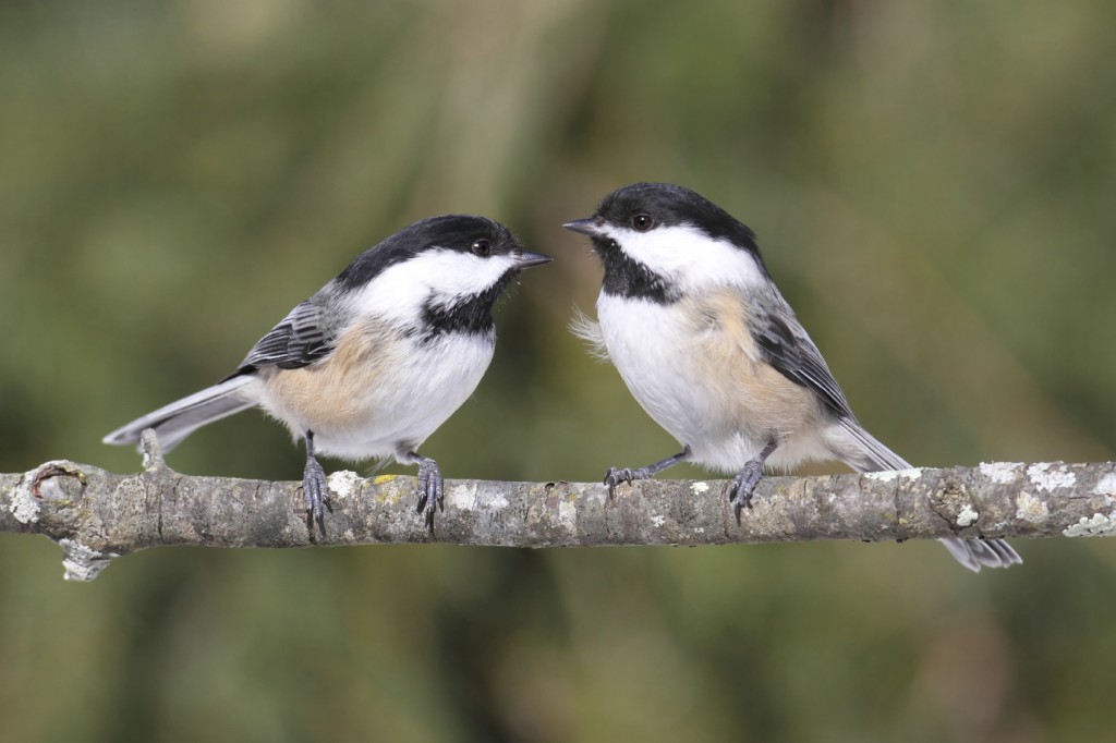 How to Attract Chickadees | Blain's Farm & Fleet Blog