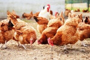 Keeping Your Chickens Healthy | Blain's Farm & Fleet Blog