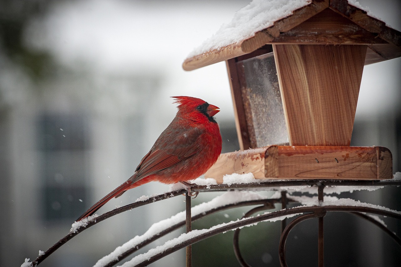 cardinal-on-feeder | Blain's Farm & Fleet Blog