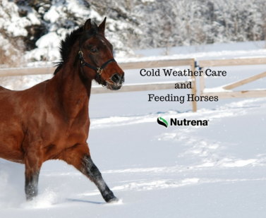 Winter Horse Care Tips | Blain's Farm & Fleet Blog