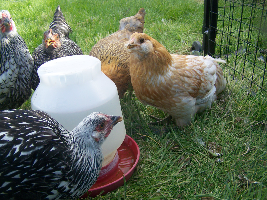 The Importance of Water For Your Flock | Blain's Farm & Fleet Blog