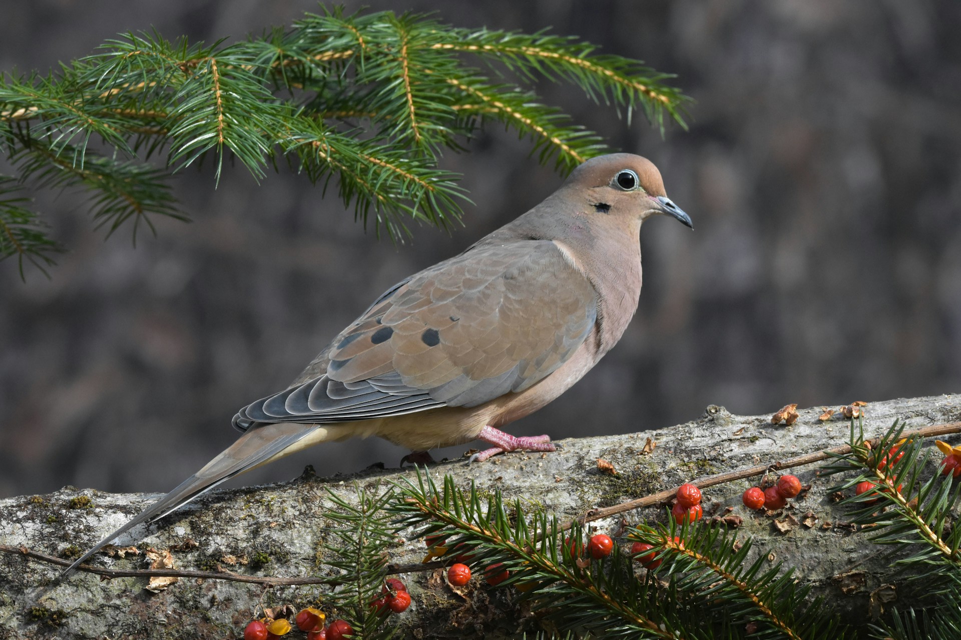 How to Attract Mourning Doves to Your Yard | Blain's Farm & Fleet Blog