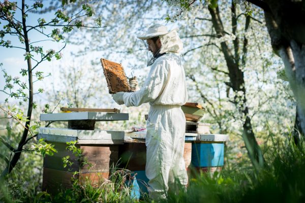 How to Combat Beehive Robbing | Blain's Farm & Fleet Blog