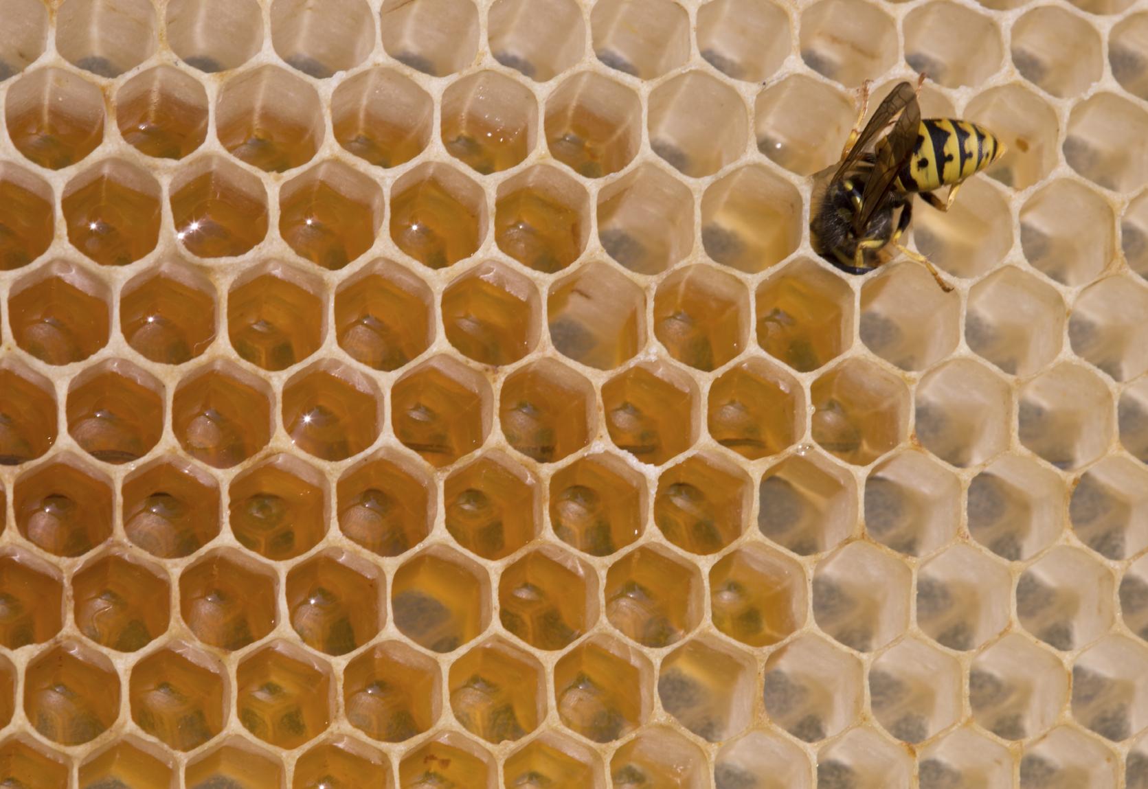 How to Combat Beehive Robbing | Blain's Farm & Fleet Blog