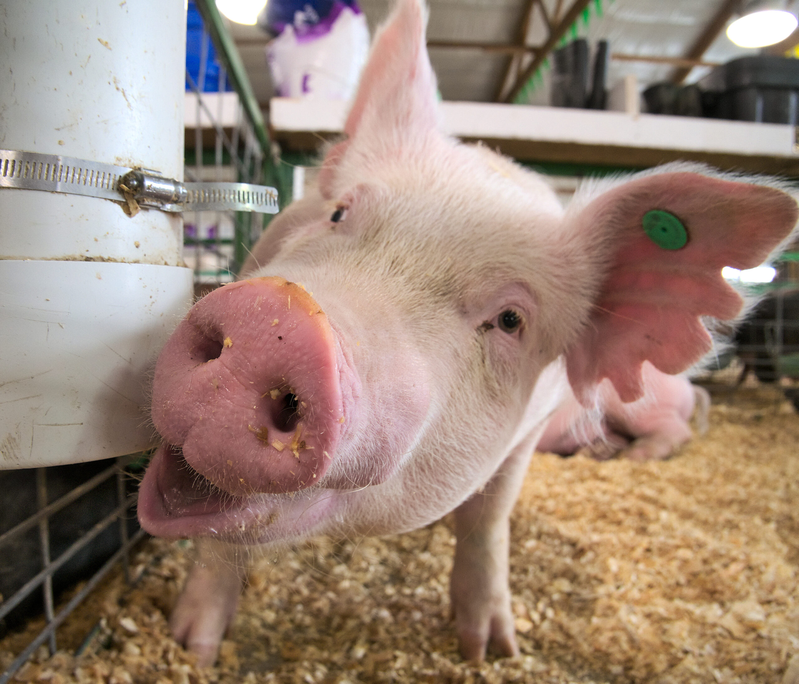How to Make a Pig Waterer Out of PVC Pipe | Blain's Farm & Fleet Blog
