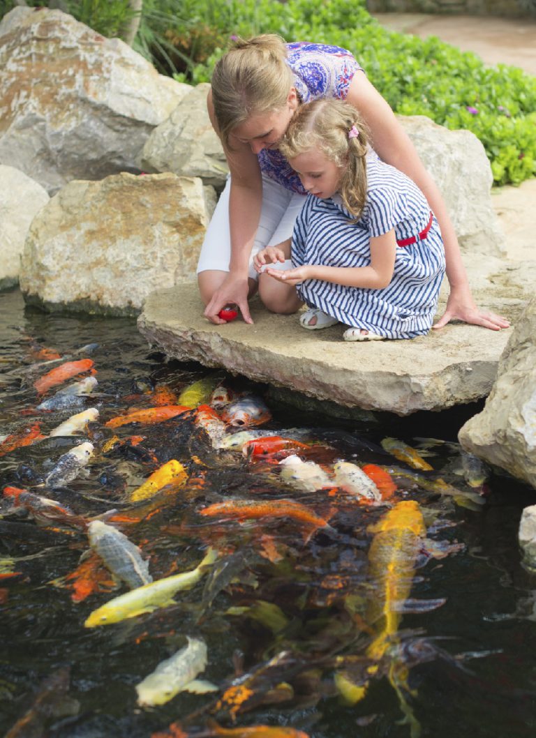 Pond Fish for Your Backyard Pond | Blain's Farm & Fleet Blog