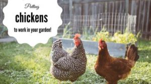 Putting Chickens to Work in Your Garden | Blain's Farm & Fleet Blog