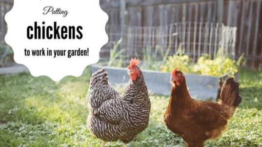 Putting Chickens to Work in Your Garden | Blain's Farm & Fleet Blog