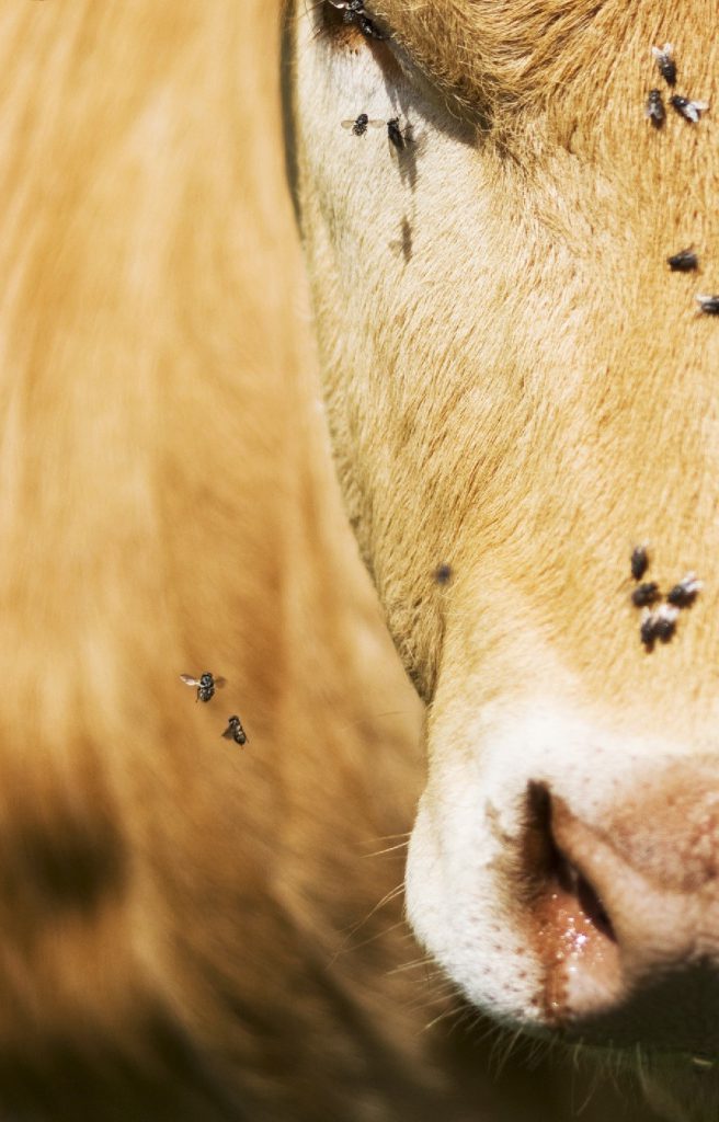 Tips for Fly Control on the Farm | Blain's Farm & Fleet Blog