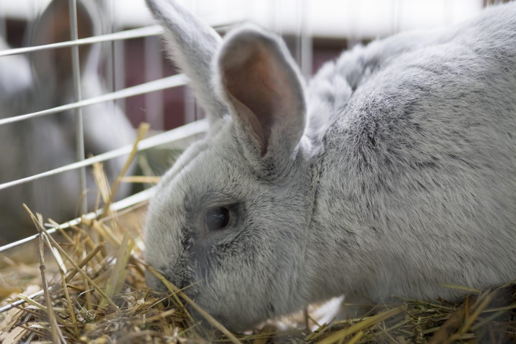 Getting Ready for Showing Rabbits | Blain's Farm & Fleet Blog