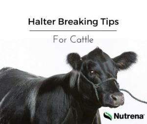 Tips for Halter Breaking Cattle | Blain's Farm & Fleet Blog