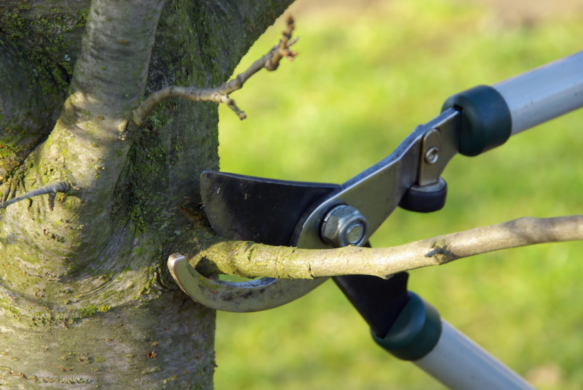 How to Prune a Tree | Blain's Farm & Fleet Blog