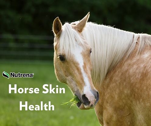 Learning About Horse Skin Health | Blain's Farm & Fleet Blog