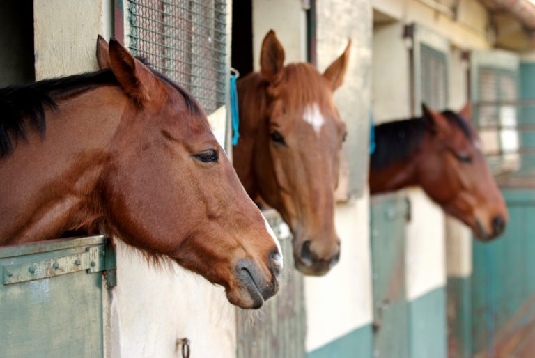 Keeping Your Horse Stable Clean | Blain's Farm & Fleet Blog