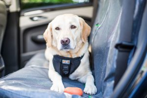 How to Keep Your Dog Entertained in the Car | Blain's Farm & Fleet Blog