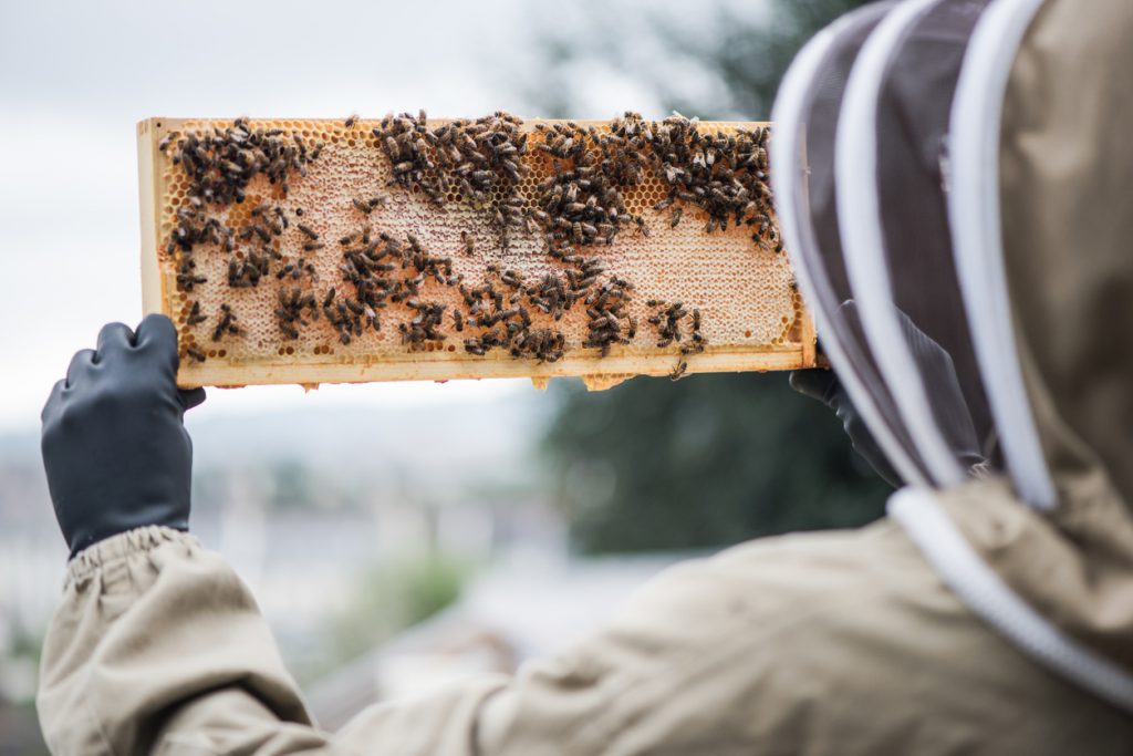 Beekeeping in the Winter | Blain's Farm & Fleet Blog