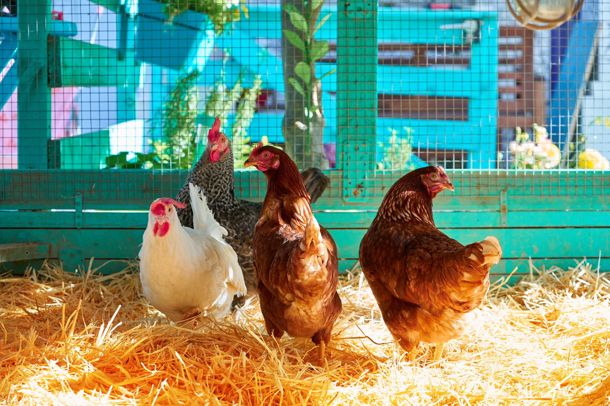 Hens in a poultry hen house with straw | Blain's Farm & Fleet