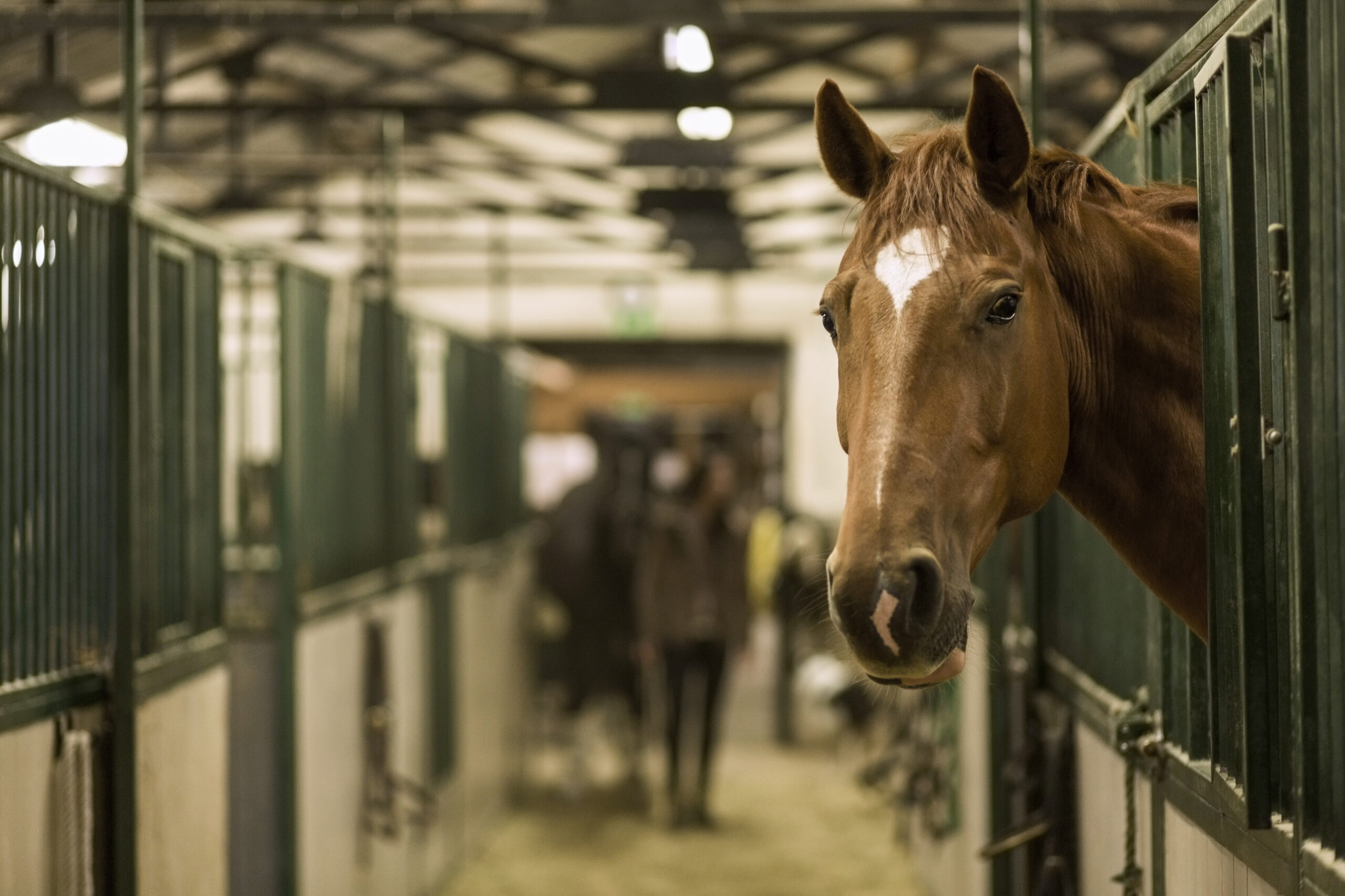 Horse in stall at stable | Blain's Farm & Fleet Blog