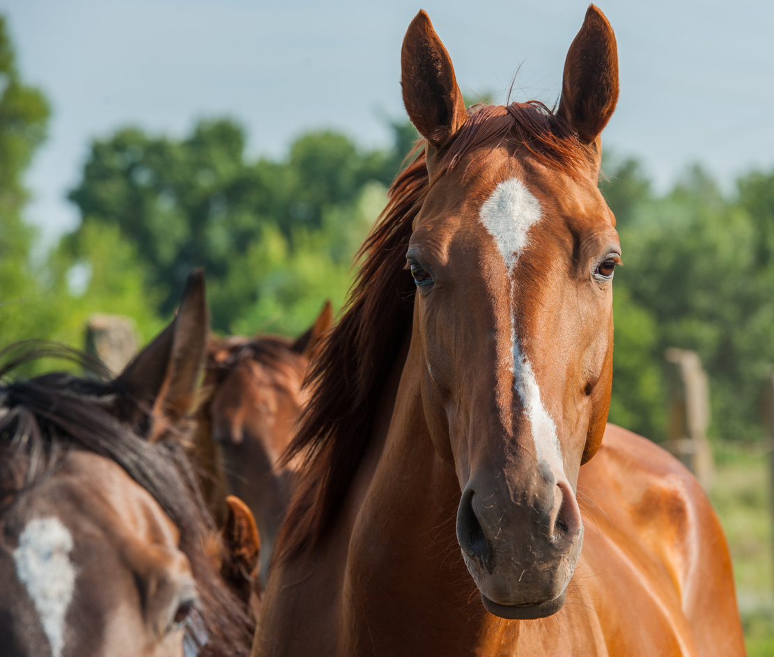 Getting Ready for Midwest Horse Fair | Blain's Farm & Fleet Blog