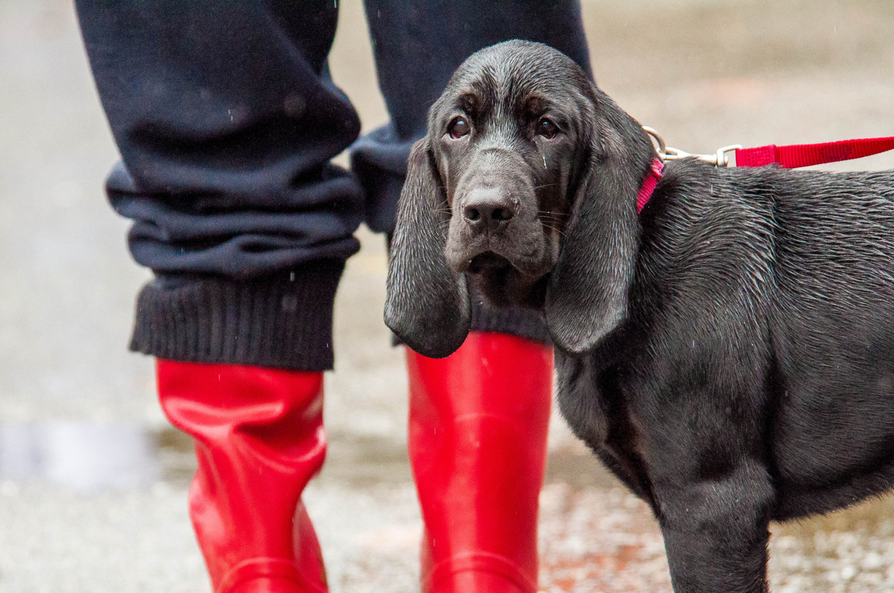 How to Make a Pet Disaster Kit | Blain's Farm & Fleet Blog
