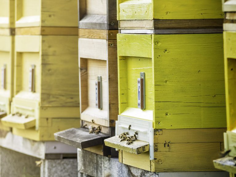 How Many Beehives Should I Start With? | Blain's Farm & Fleet Blog