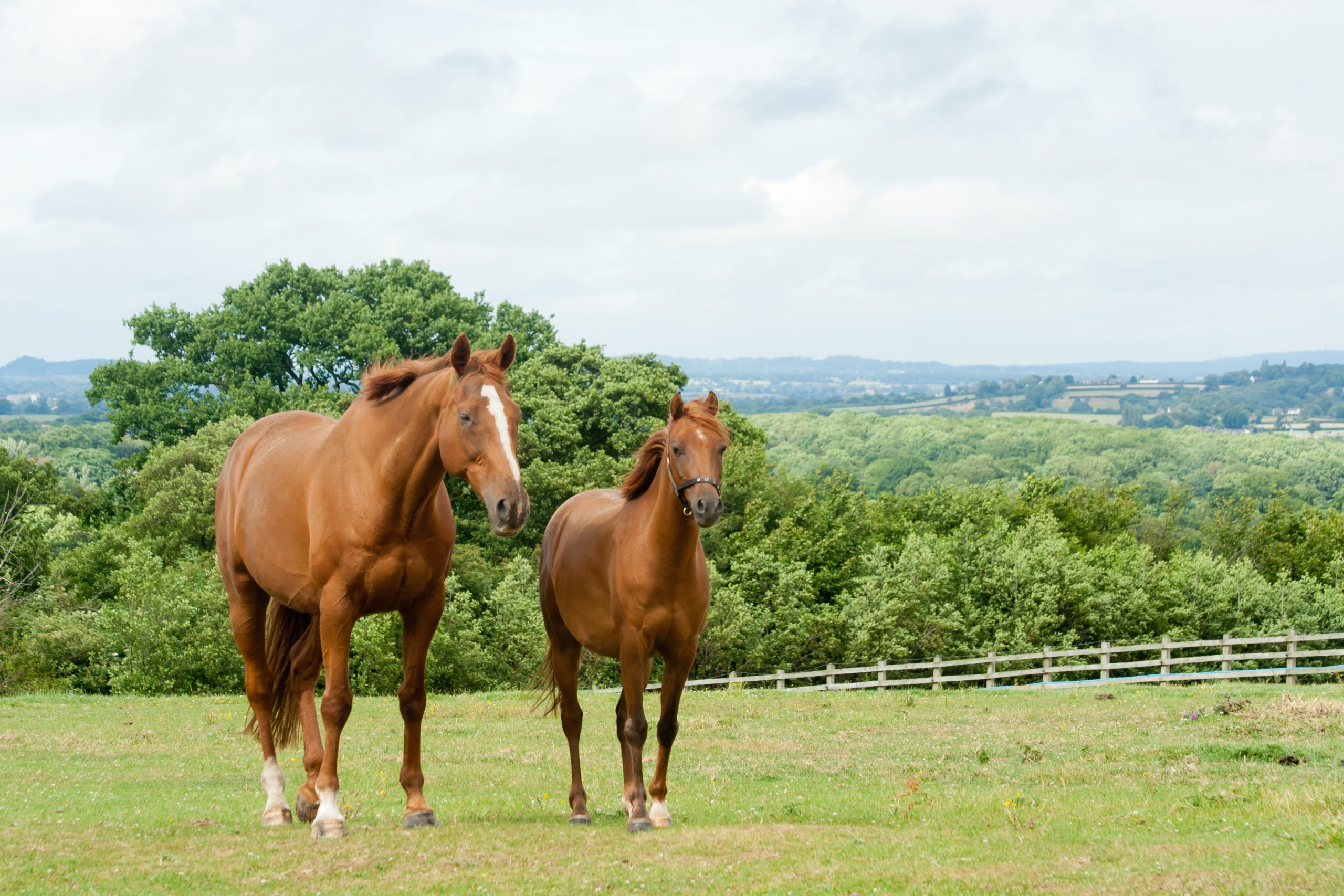 Transition Your Horse to Spring Pasture | Blain's Farm & Fleet Blog