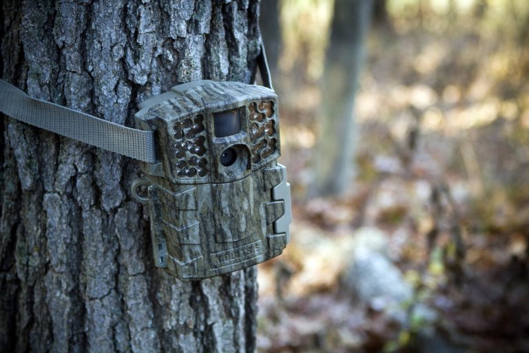 Early Season Deer Hunting Tactics | Blain's Farm & Fleet Blog