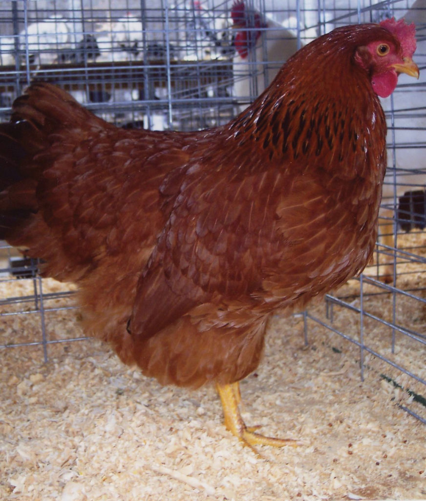 Upright Chicken The Ultimate Guide To Chicken Breeds | Blain's Farm