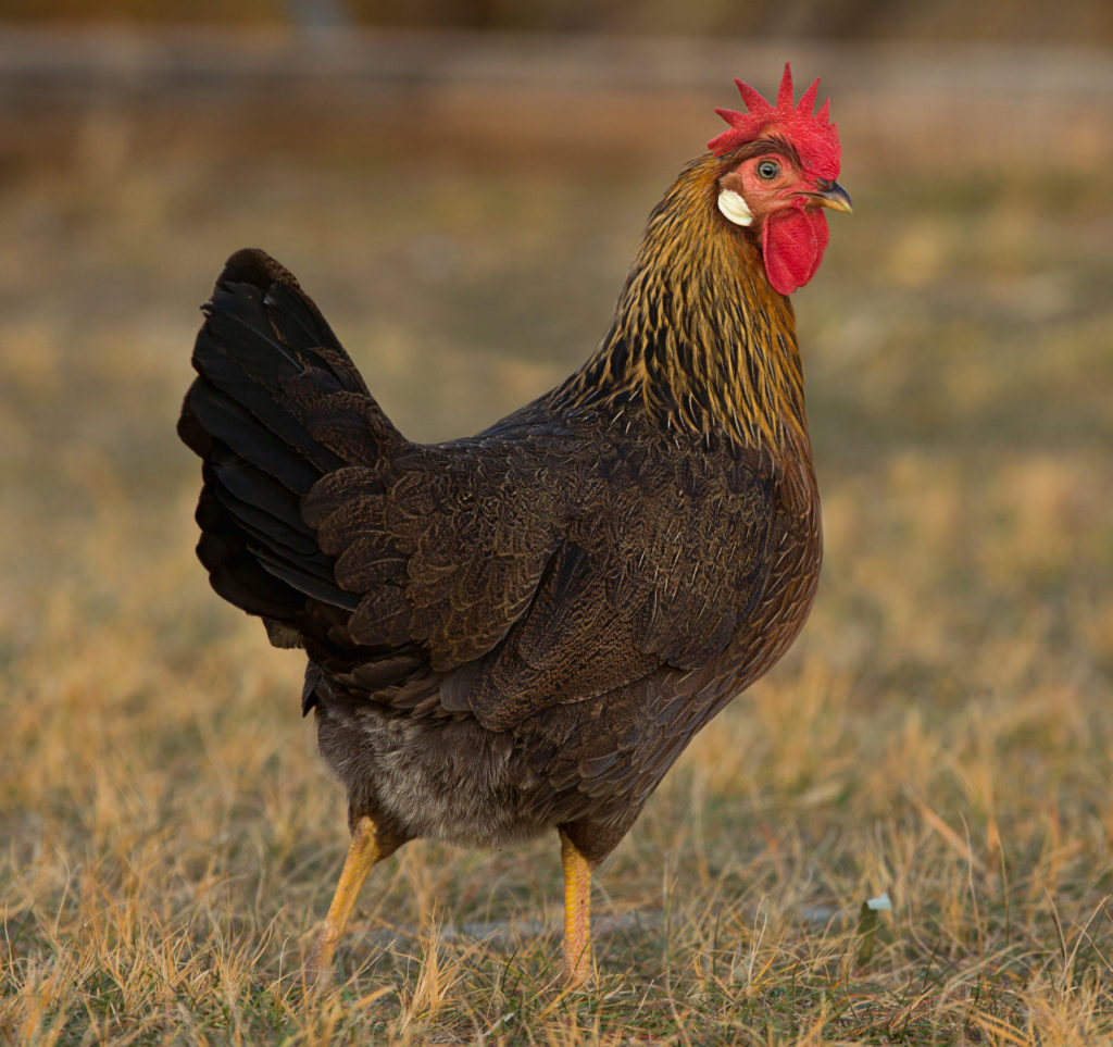 The Ultimate Guide to Chicken Breeds | Blain's Farm & Fleet Blog