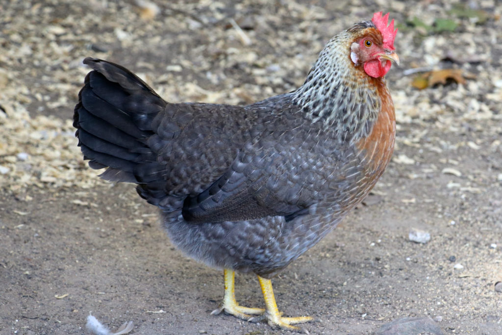 The Ultimate Guide to Chicken Breeds | Blain's Farm & Fleet Blog