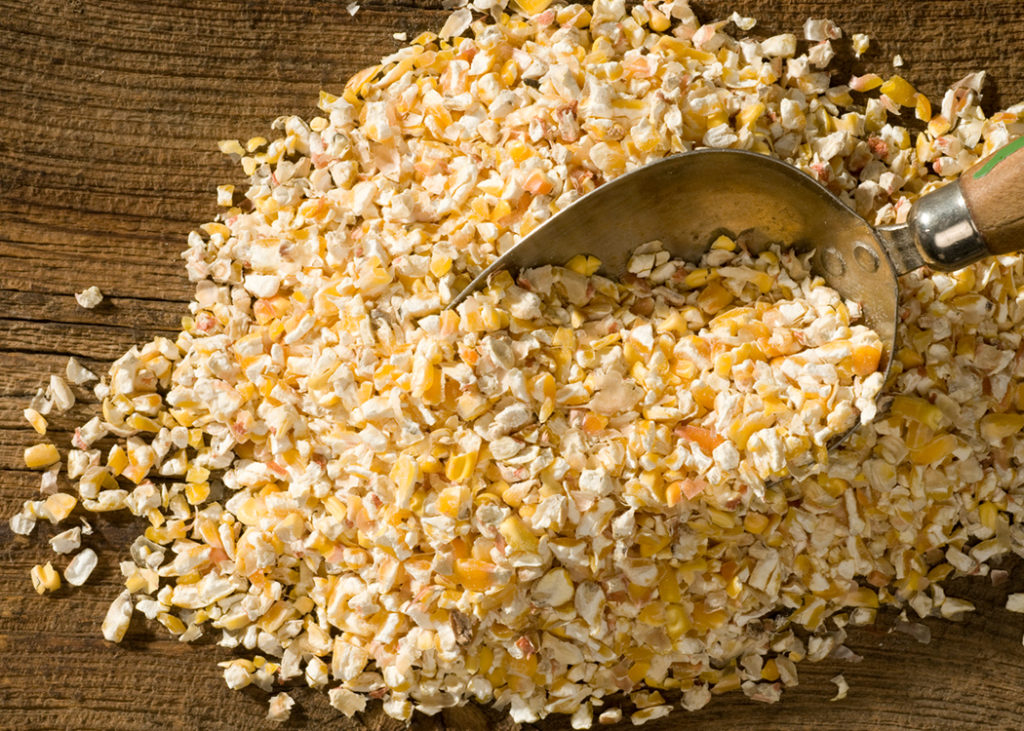 What Do Birds Eat? | Blain's Farm & Fleet Blog