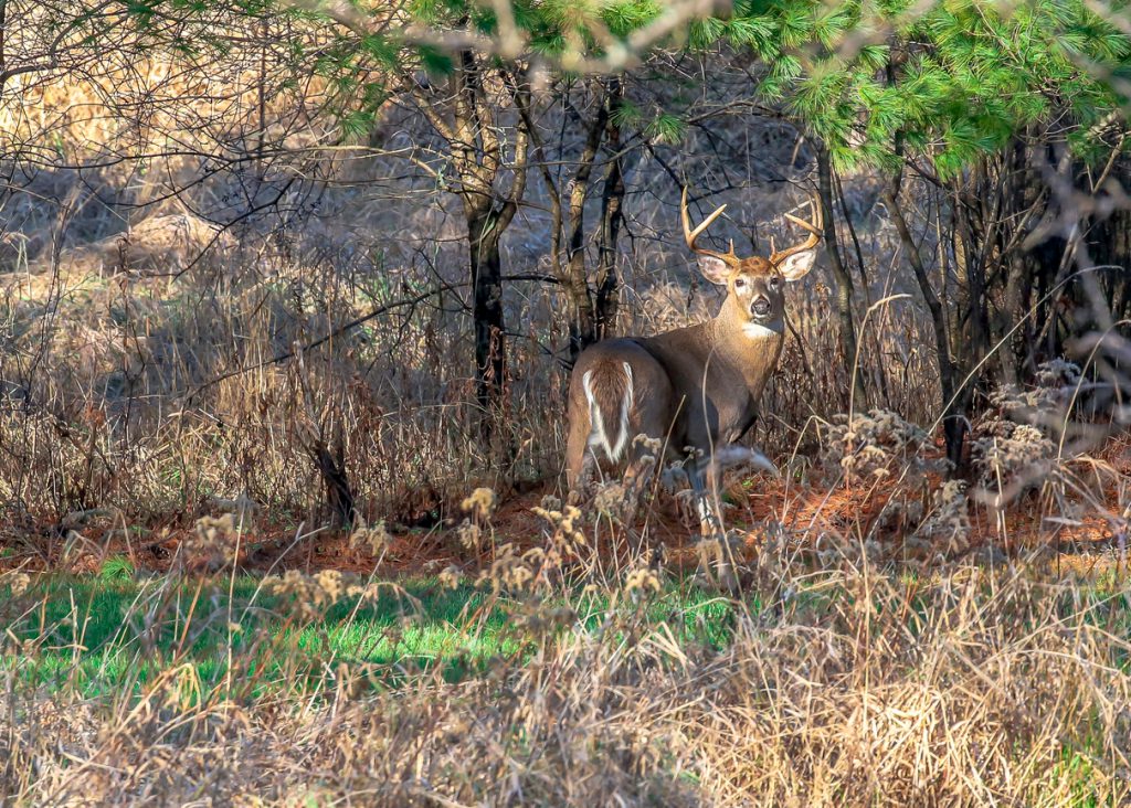 Prepare for the 2020 Deer Hunt | Blain's Farm & Fleet