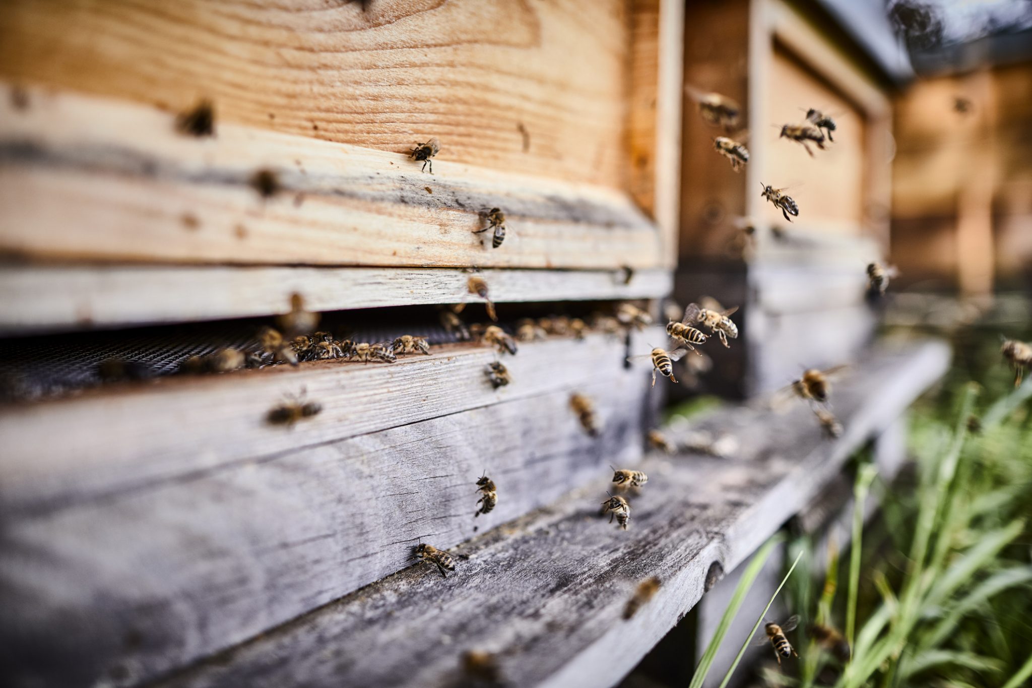 Get The Buzz on Beekeeping | Blain's Farm & Fleet Blog