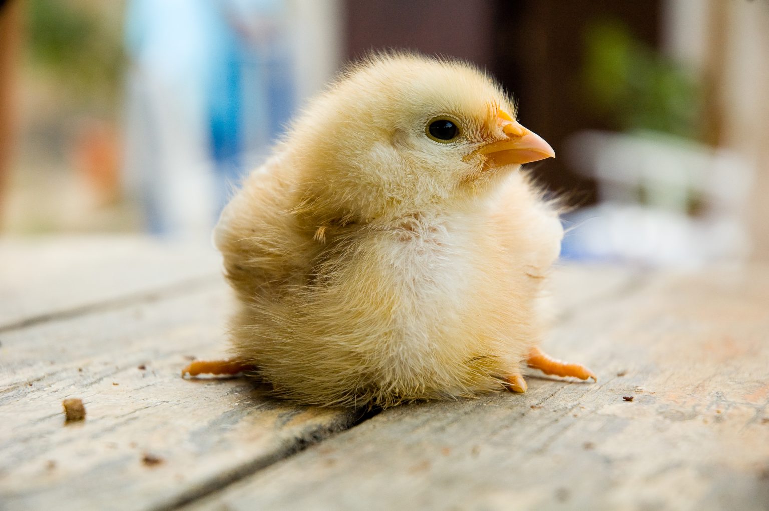Tips for Raising Healthy Chicks | Blain's Farm & Fleet Blog