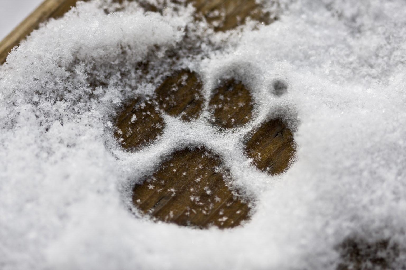Winter Paw Care for Your Dog | Blain's Farm & Fleet Blog