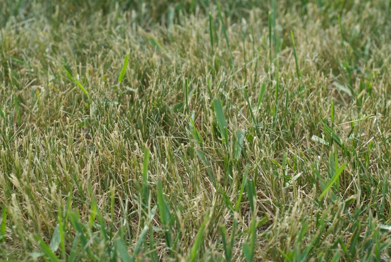 When to Apply Crabgrass Preventer | Blain's Farm & Fleet Blog