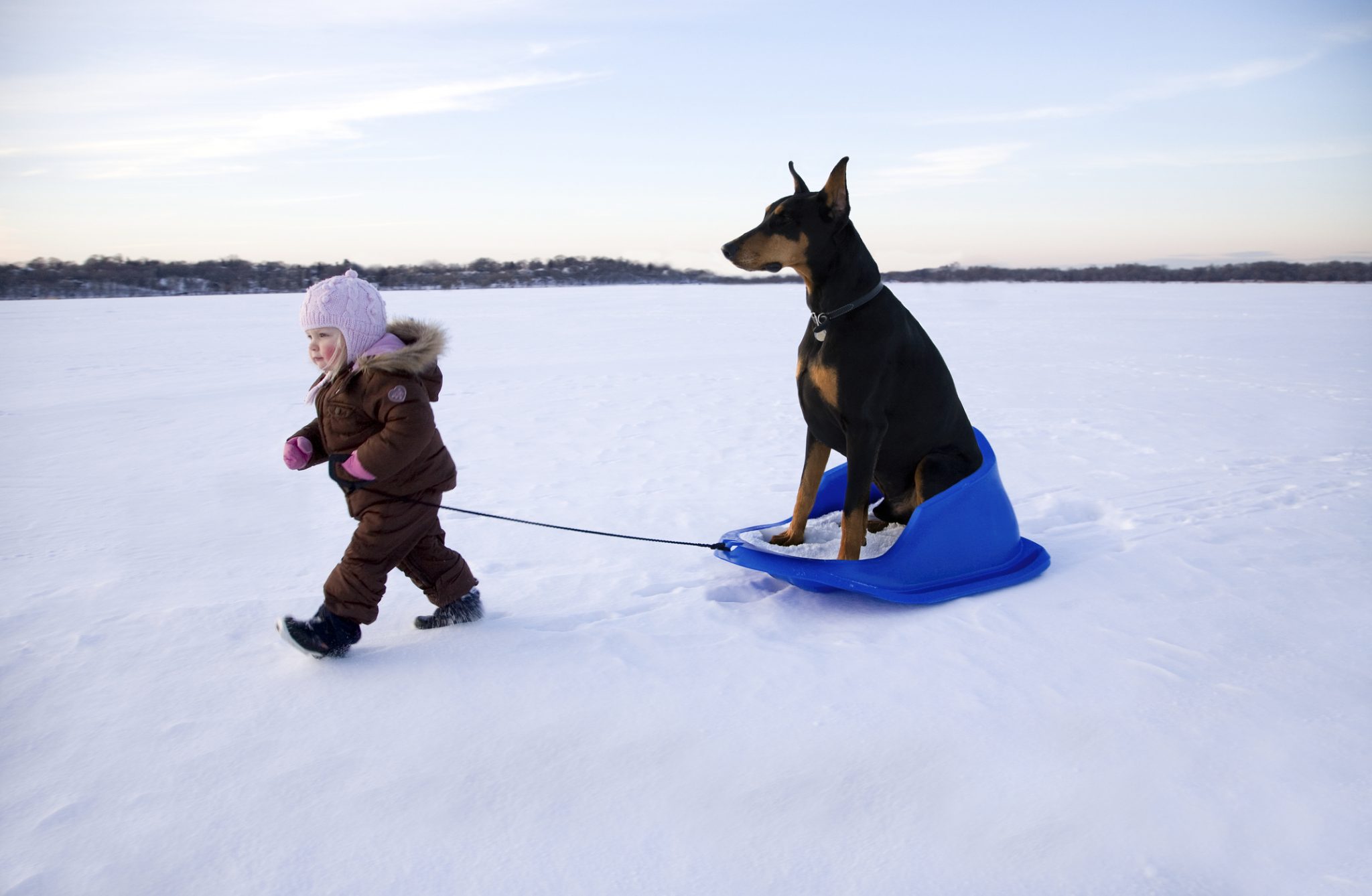 5 Amazing Winter Activities for Dogs | Blain's Farm & Fleet Blog