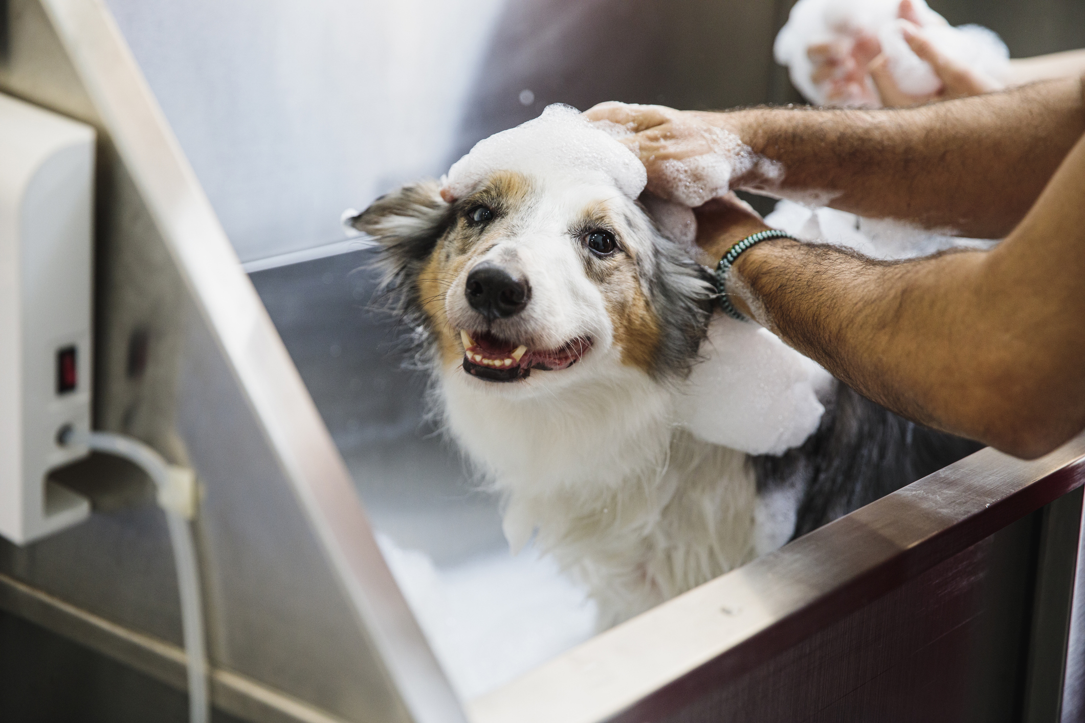 Get Your Dog Cleaned Up at Our Jackson, MI Store! | Blain's Farm ...