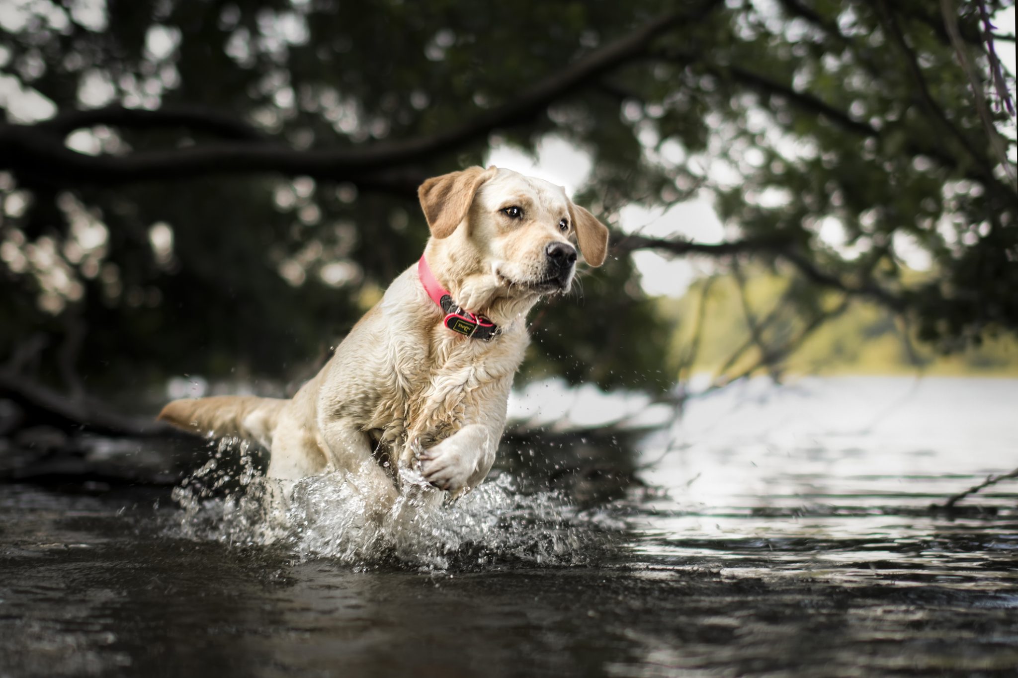 5 Ways to Keep Your Dog Cool This Summer | Blain's Farm & Fleet Blog